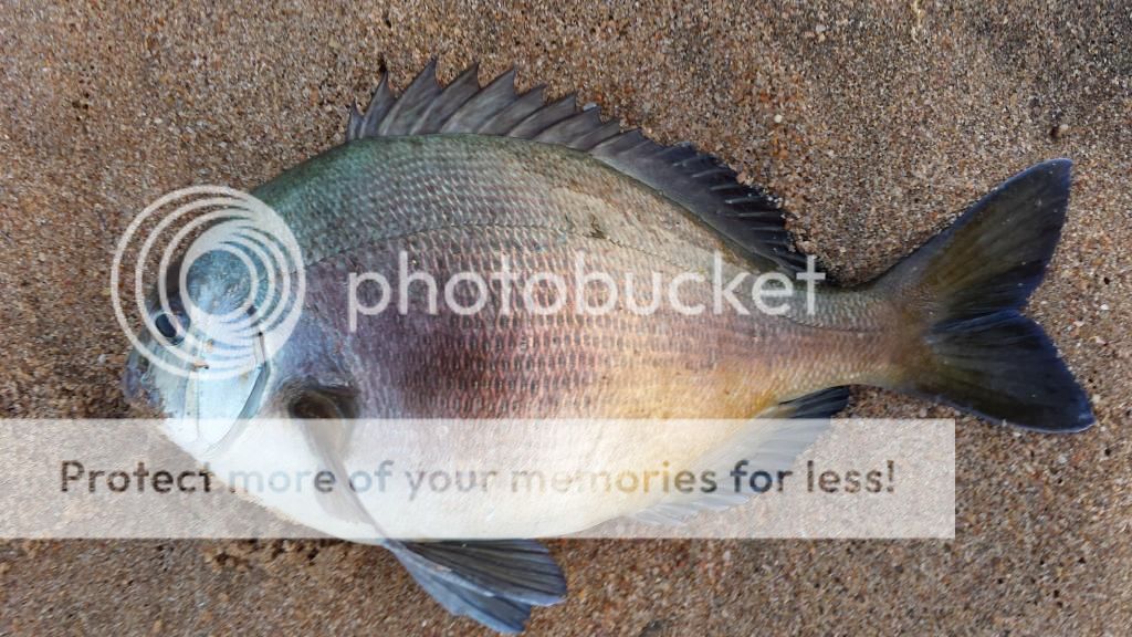 SALTWATER BREAM SPECIES