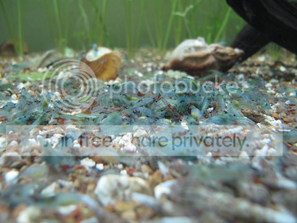 Blue rili started to come out with many shades of blue | The Planted ...